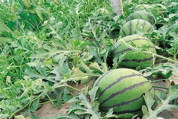 Watermelon drip irrigation - Qingdao Xindacheng plastic machinery Co., Ltd.